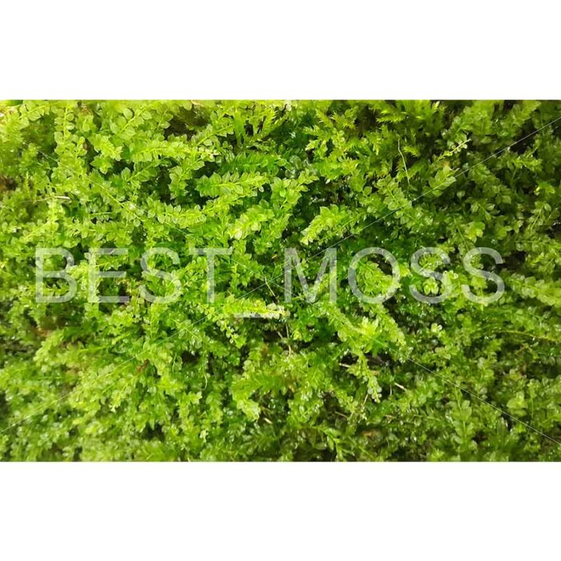 همه چیز درباره‌ی خزه‌ها {راهنمای جامع} | بست‌ماس